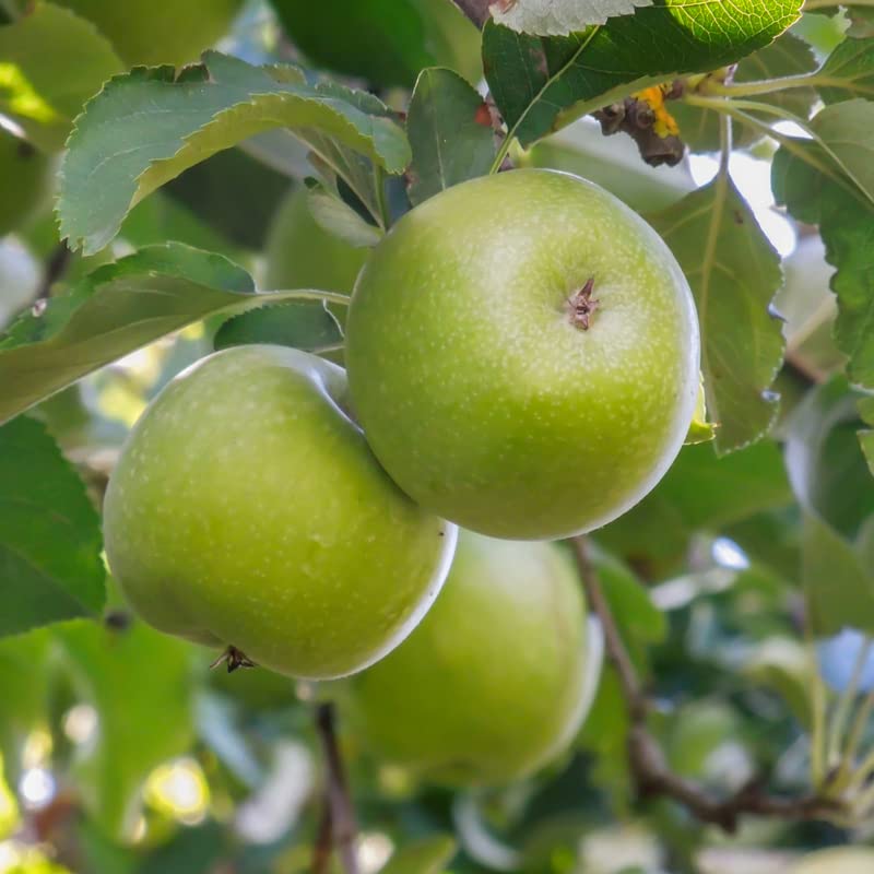 10 Granny Smith Apple Seeds Green Apple Tree Seeds Fruit for Planting