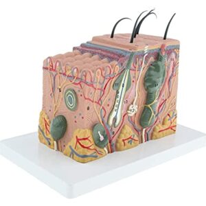 ESBANT Magnification Anatomical Human Skin Model Dermatology Anatomy Teaching Home