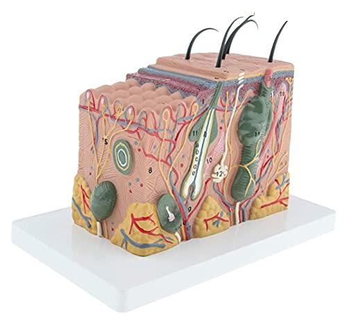 ESBANT Magnification Anatomical Human Skin Model Dermatology Anatomy Teaching Home