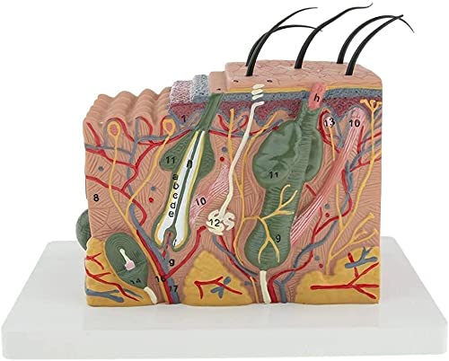 ESBANT Magnification Anatomical Human Skin Model Dermatology Anatomy Teaching Home