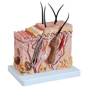 hirner model teaching model skin anatomy model hair follicle structure 70x enlarge human anatomy model for medical teaching learning aid for teaching