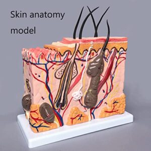 HIRNER Model Teaching Model Skin Anatomy Model Hair Follicle Structure 70x Enlarge Human Anatomy Model for Medical Teaching Learning Aid for Teaching