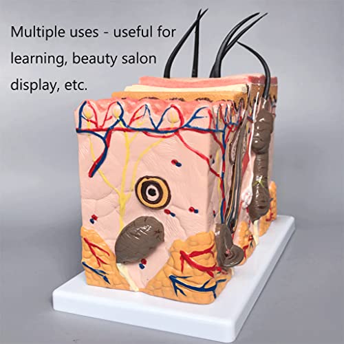 HIRNER Model Teaching Model Skin Anatomy Model Hair Follicle Structure 70x Enlarge Human Anatomy Model for Medical Teaching Learning Aid for Teaching