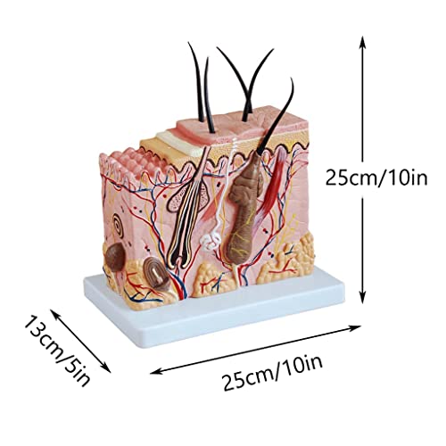 HIRNER Model Teaching Model Skin Anatomy Model Hair Follicle Structure 70x Enlarge Human Anatomy Model for Medical Teaching Learning Aid for Teaching