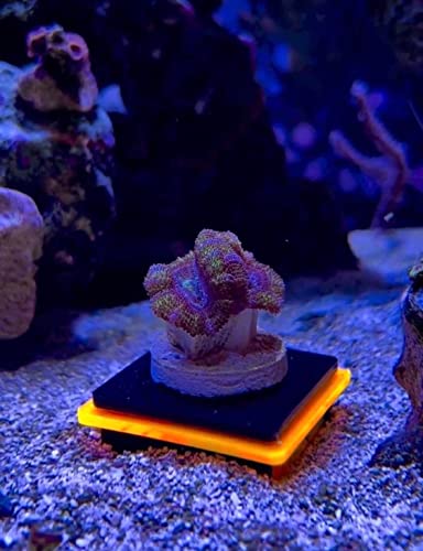 PNW Custom Orange Frag Pop Stand w/Frag Lock | Acrylic 1 Hole Frag Rack Plugs Reef Fragging Coral Holder for Aquarium (Single)