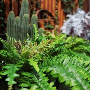 Galebeiren Artificial Ferns for Outdoors & Indoors, 40in Large Faux Ferns 39 Fronds Fake Boston Fern Plant for Planter Garden Porch Entrance Home Windowsill Yards Farmhouse Decoraction (1 Stem)