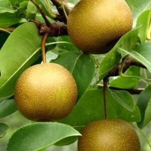 Asian Pear Tree Plant, 4 Feet to 5 Feet Tall, Sweet Fruit Tree, Ship Bare Root