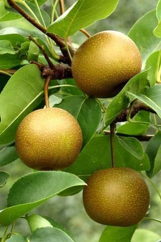 Asian Pear Tree Plant, 4 Feet to 5 Feet Tall, Sweet Fruit Tree, Ship Bare Root