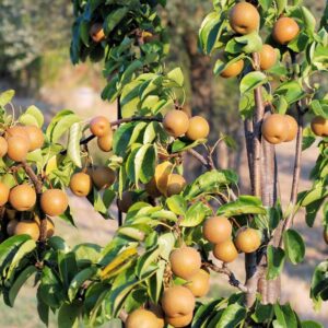 Asian Pear Tree Plant, 4 Feet to 5 Feet Tall, Sweet Fruit Tree, Ship Bare Root