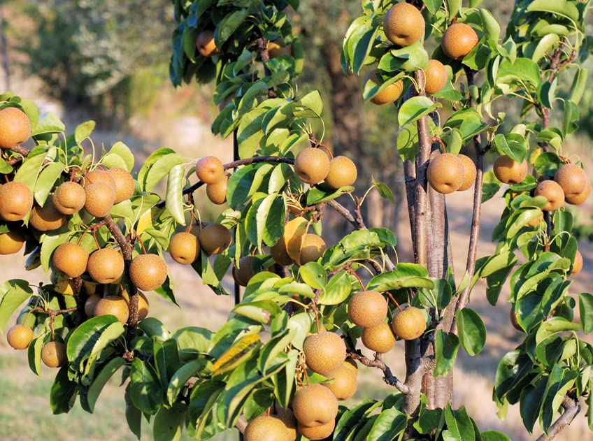 Asian Pear Tree Plant, 4 Feet to 5 Feet Tall, Sweet Fruit Tree, Ship Bare Root