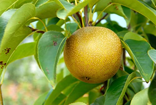 Asian Pear Tree Plant, 4 Feet to 5 Feet Tall, Sweet Fruit Tree, Ship Bare Root