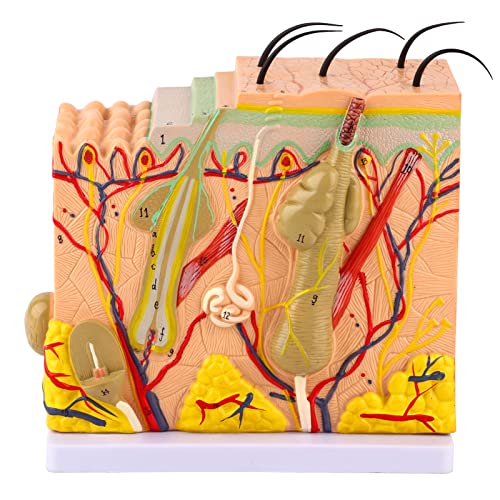 50X Three Dimensional Human Skin Magnified Model an Y Biology Teaching Aid La Supplies 22X20X13 Skin an Y Models Child Friendly Skin Layers Model Ozgkee