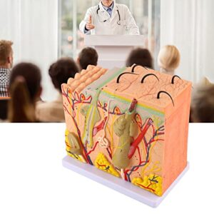 50X Three Dimensional Human Skin Magnified Model an Y Biology Teaching Aid La Supplies 22X20X13 Skin an Y Models Child Friendly Skin Layers Model Ozgkee