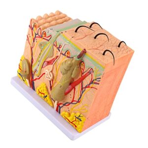 50X Three Dimensional Human Skin Magnified Model an Y Biology Teaching Aid La Supplies 22X20X13 Skin an Y Models Child Friendly Skin Layers Model Ozgkee