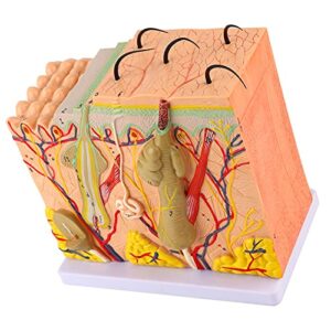 50X Three Dimensional Human Skin Magnified Model an Y Biology Teaching Aid La Supplies 22X20X13 Skin an Y Models Child Friendly Skin Layers Model Ozgkee