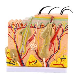 50X Three Dimensional Human Skin Magnified Model an Y Biology Teaching Aid La Supplies 22X20X13 Skin an Y Models Child Friendly Skin Layers Model Ozgkee