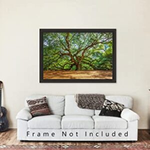 Nature Photography Print (Not Framed) Picture of Angel Oak Tree on Summer Day near Charleston South Carolina Southern Wall Art Lowcountry Decor (11" x 14")