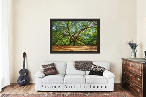 Nature Photography Print (Not Framed) Picture of Angel Oak Tree on Summer Day near Charleston South Carolina Southern Wall Art Lowcountry Decor (11" x 14")