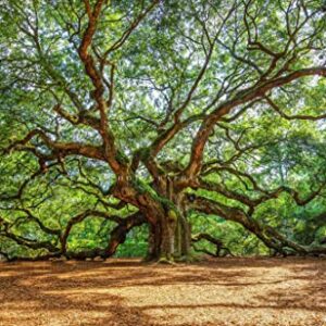 Nature Photography Print (Not Framed) Picture of Angel Oak Tree on Summer Day near Charleston South Carolina Southern Wall Art Lowcountry Decor (11" x 14")