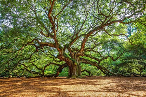 Nature Photography Print (Not Framed) Picture of Angel Oak Tree on Summer Day near Charleston South Carolina Southern Wall Art Lowcountry Decor (11" x 14")