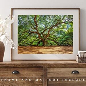 Nature Photography Print (Not Framed) Picture of Angel Oak Tree on Summer Day near Charleston South Carolina Southern Wall Art Lowcountry Decor (11" x 14")