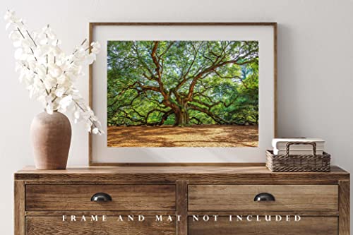 Nature Photography Print (Not Framed) Picture of Angel Oak Tree on Summer Day near Charleston South Carolina Southern Wall Art Lowcountry Decor (11" x 14")