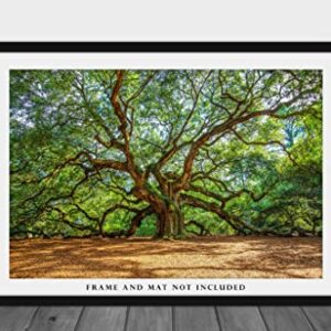 Nature Photography Print (Not Framed) Picture of Angel Oak Tree on Summer Day near Charleston South Carolina Southern Wall Art Lowcountry Decor (11" x 14")