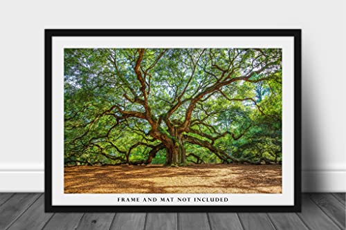 Nature Photography Print (Not Framed) Picture of Angel Oak Tree on Summer Day near Charleston South Carolina Southern Wall Art Lowcountry Decor (11" x 14")