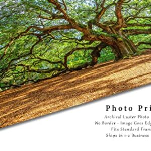 Nature Photography Print (Not Framed) Picture of Angel Oak Tree on Summer Day near Charleston South Carolina Southern Wall Art Lowcountry Decor (11" x 14")