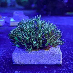 live coral frag green star polyp 1 inch - wwc long polyp/beginner marine coral reef for saltwater aquarium