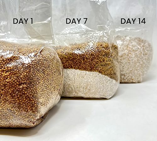 Olympus Myco Sterilized Grain Bag 2 Pack | Millet Substrate for Mushroom Growing | 0.2 Micron Filter Patch | Mushroom Grow Bag | Formulated by Mycologists (3 lbs)