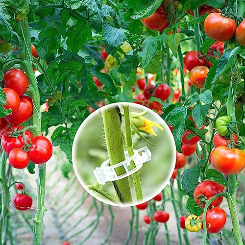 LOIKUIE 210 Pcs Tomato Clips, Plant Clips for Vines, Plastic Trellis Clips - Support Clips for Climbing Plants, Cucumbers, Peppers, Grape Vines and Vegetables