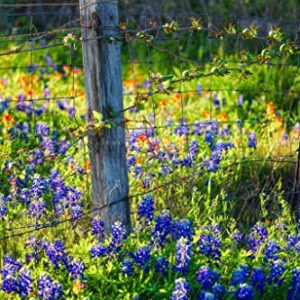 Country Photography Print (Not Framed) Vertical Picture of Fence Post Surrounded by Bluebonnets on Spring Day in Texas Wildflower Wall Art Farmhouse Decor (5" x 7")