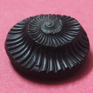 Bricker Sudarshan Shaligram from Nepal Gandaki River Chakra (Black)