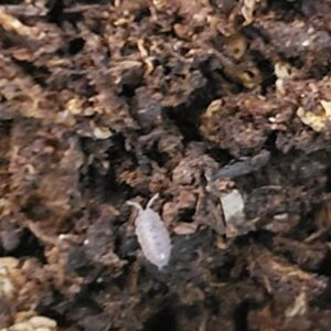 Combo Pack 20+ Dwarf Purple and Springtail Culture, Micropods Clean Up Crew