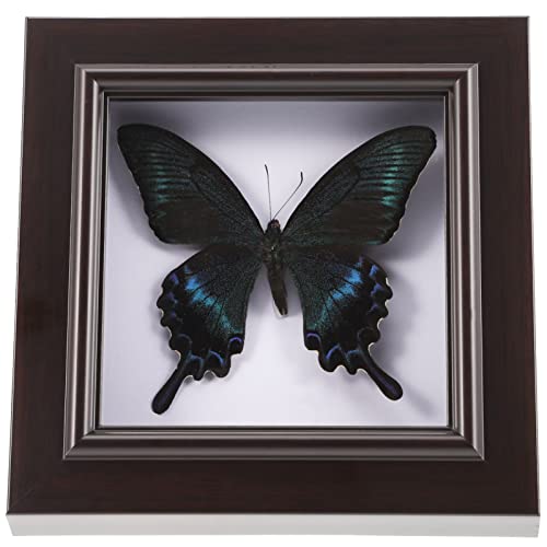 Housoutil Butterfly Specimens in Shadow Box Blue Morpho Butterfly Framed and Mounted in Black Display for Wall Shelf or Table Display