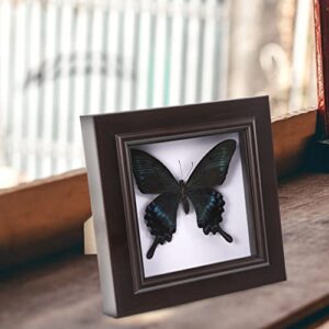 Housoutil Butterfly Specimens in Shadow Box Blue Morpho Butterfly Framed and Mounted in Black Display for Wall Shelf or Table Display