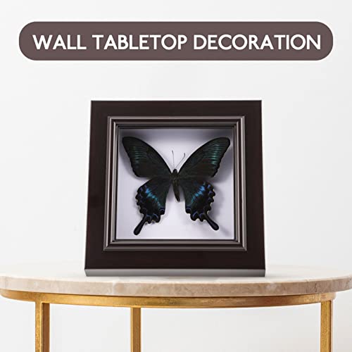 Housoutil Butterfly Specimens in Shadow Box Blue Morpho Butterfly Framed and Mounted in Black Display for Wall Shelf or Table Display