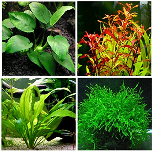 Aquatic Discounts - 4 Types of Easy/Beginner Live Aquarium Plants - Anubias + Amazon Sword + Ludwigia + Java Moss BUY2GET1FREE!