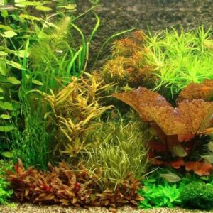 Aquatic Discounts - 4 Types of Easy/Beginner Live Aquarium Plants - Anubias + Amazon Sword + Ludwigia + Java Moss BUY2GET1FREE!