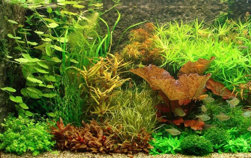 Aquatic Discounts - 4 Types of Easy/Beginner Live Aquarium Plants - Anubias + Amazon Sword + Ludwigia + Java Moss BUY2GET1FREE!