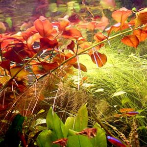 Aquatic Discounts - 4 Types of Easy/Beginner Live Aquarium Plants - Anubias + Amazon Sword + Ludwigia + Java Moss BUY2GET1FREE!