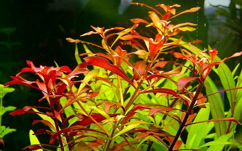 Aquatic Discounts - 4 Types of Easy/Beginner Live Aquarium Plants - Anubias + Amazon Sword + Ludwigia + Java Moss BUY2GET1FREE!