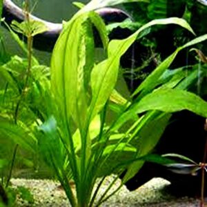 Aquatic Discounts - 4 Types of Easy/Beginner Live Aquarium Plants - Anubias + Amazon Sword + Ludwigia + Java Moss BUY2GET1FREE!