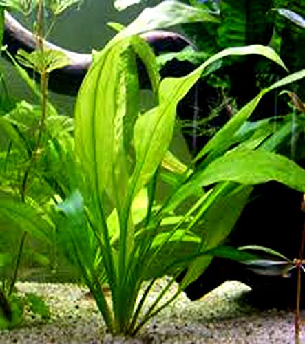 Aquatic Discounts - 4 Types of Easy/Beginner Live Aquarium Plants - Anubias + Amazon Sword + Ludwigia + Java Moss BUY2GET1FREE!