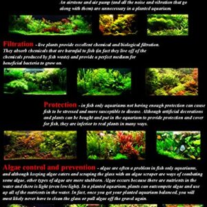 Aquatic Discounts - 4 Types of Easy/Beginner Live Aquarium Plants - Anubias + Amazon Sword + Ludwigia + Java Moss BUY2GET1FREE!