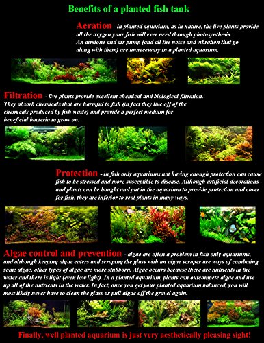 Aquatic Discounts - 4 Types of Easy/Beginner Live Aquarium Plants - Anubias + Amazon Sword + Ludwigia + Java Moss BUY2GET1FREE!