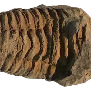 450 Million Yr Old Genuine Fossil Trilobite with Bonus Genuine Fossil Spinosaurus Dinosaur Tooth by DINOSAURS ROCK