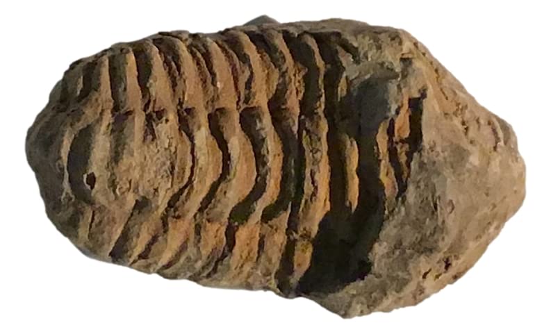 450 Million Yr Old Genuine Fossil Trilobite with Bonus Genuine Fossil Spinosaurus Dinosaur Tooth by DINOSAURS ROCK