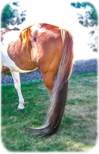 The Tail Boot-Tail Bag for All Equines (Large Black Swisher)